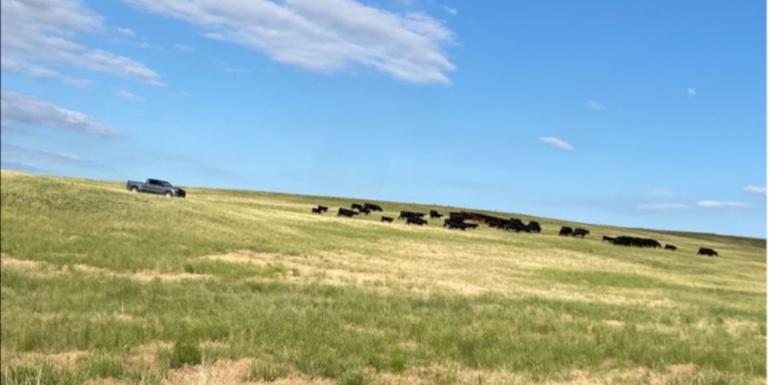 Dryland Cutting Leads to Swather Teeth Replacement