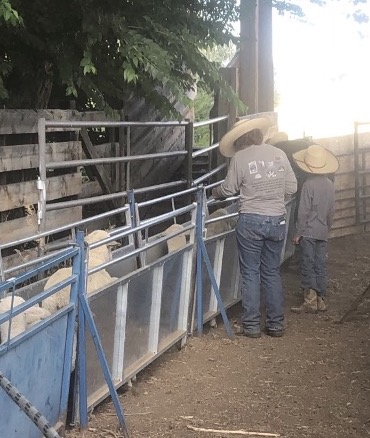 From Sheep Ranch Intern to Sheep Owner