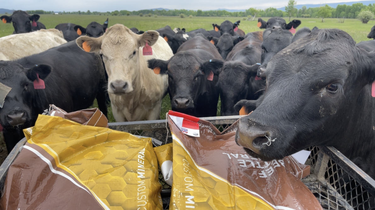 Understanding Rotational Grazing